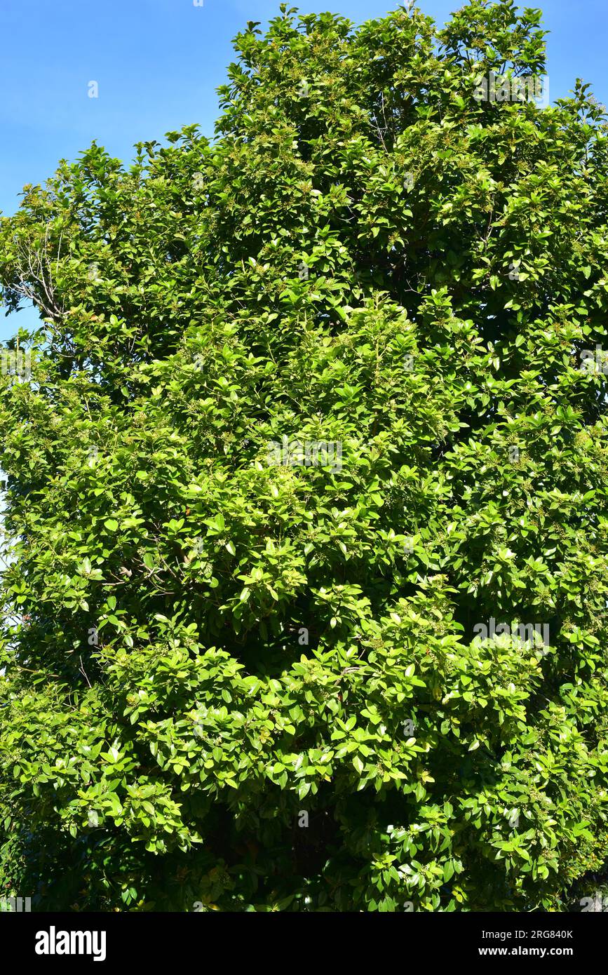 Barbusano (Apollonias barbujana) is an endemic tree typical of the ...