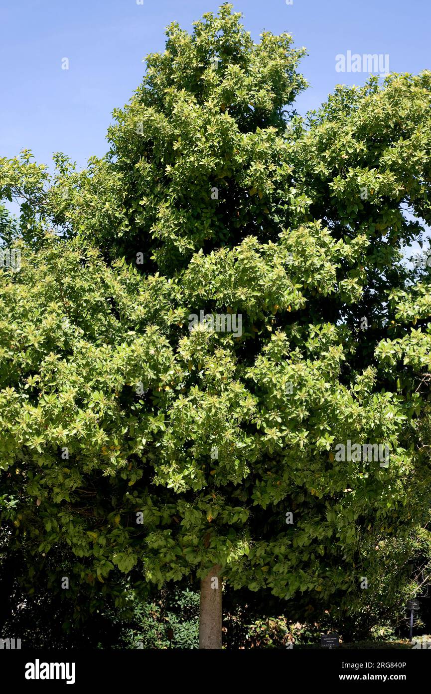 Barbusano (Apollonias barbujana) is an endemic tree typical of the ...