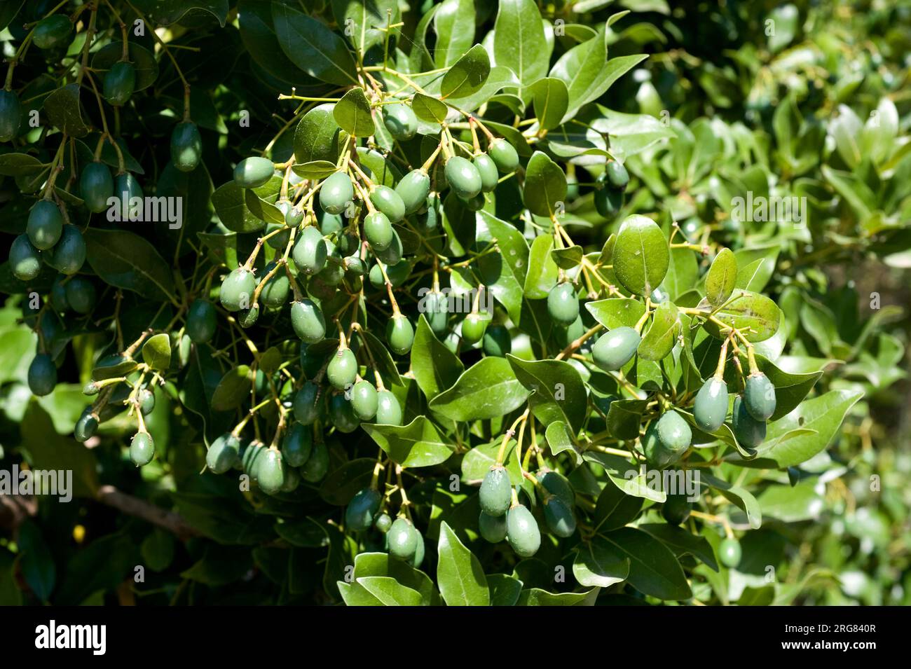 Barbusano (Apollonias barbujana) is an endemic tree typical of the ...