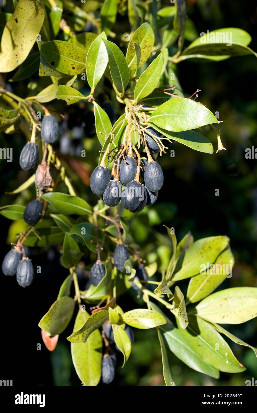 Barbusano (Apollonias barbujana) is an endemic tree typical of the ...
