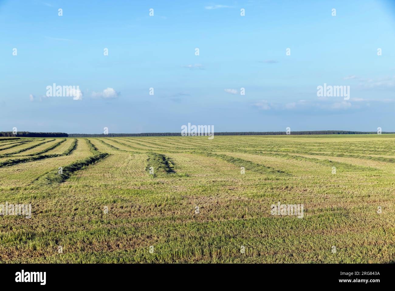 Summer forage hi-res stock photography and images - Alamy
