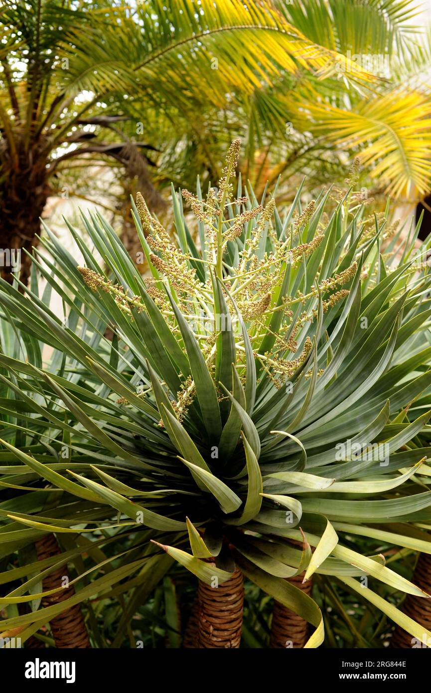 Plant native to macaronesia hi-res stock photography and images - Alamy