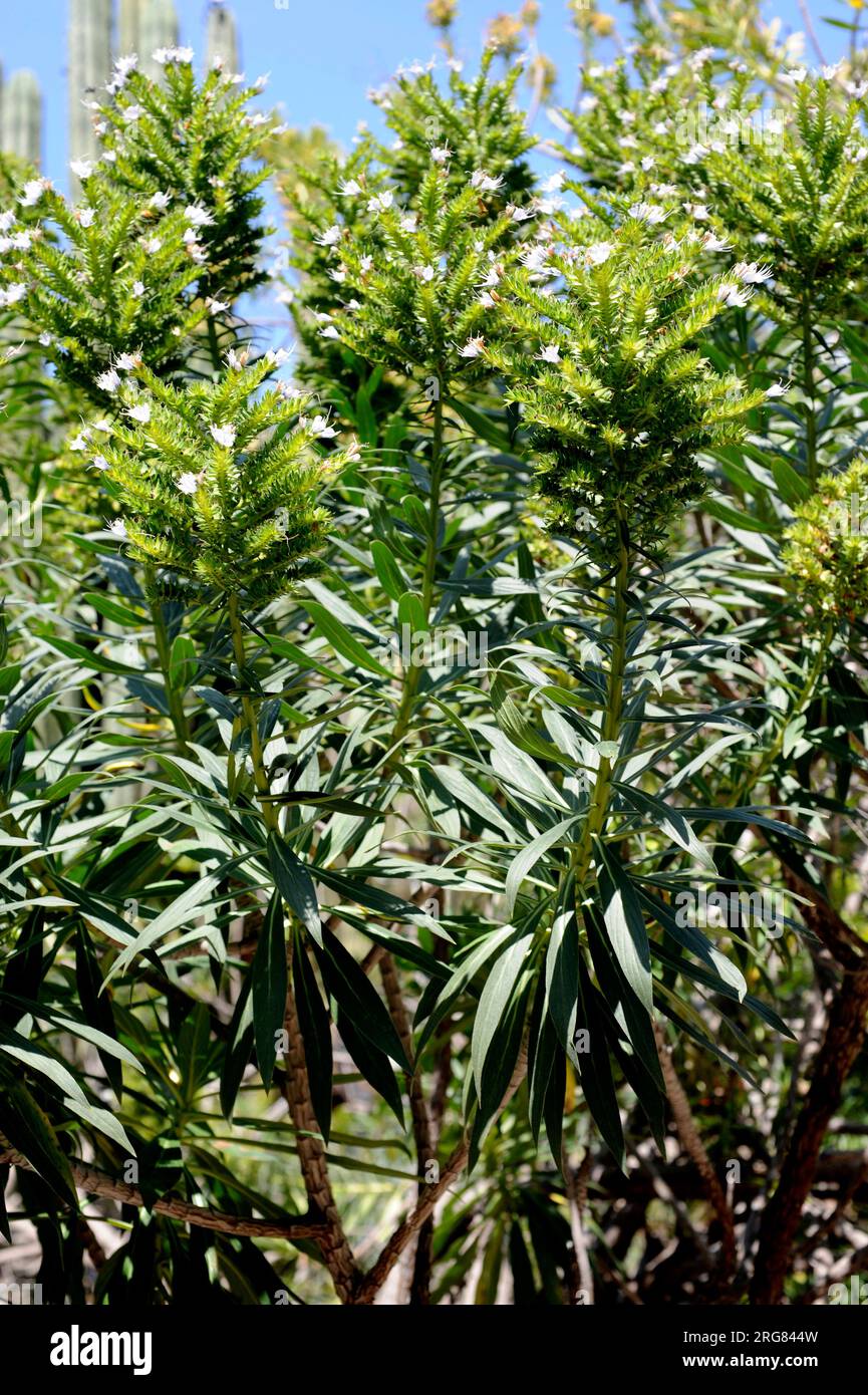 Tajinaste blanco hi-res stock photography and images - Alamy