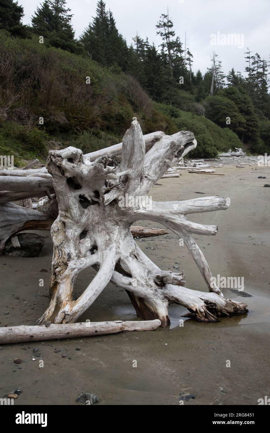 Pacific Rim National Park at west coast of Vancouver Island is covered ...