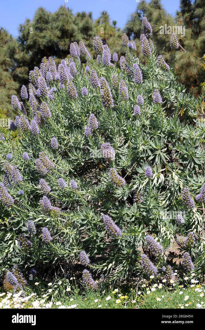 Massaroco (Echium nervosum) is a shrub endemic of Madeira Island ...