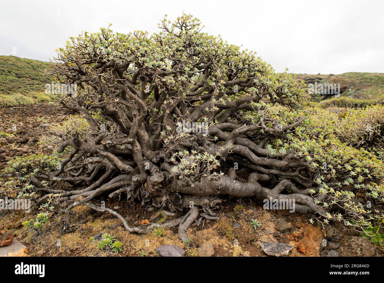 Tabaiba dulce (Euphorbia balsamifera) is a shrub native to Canary ...