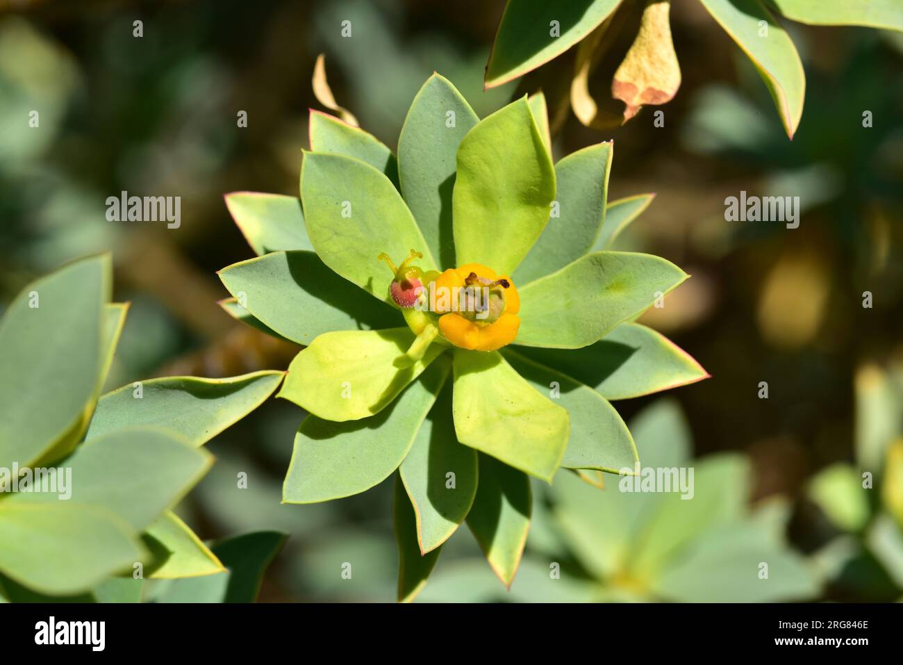 Flower native to north africa hi-res stock photography and images - Alamy