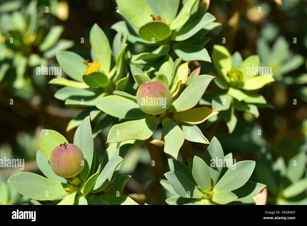 Tabaiba dulce (Euphorbia balsamifera) is a shrub native to Canary ...