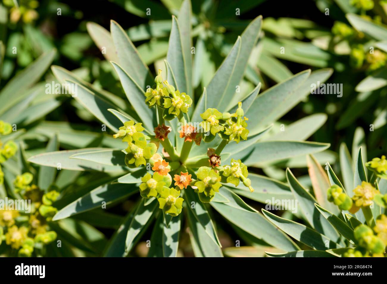 Figueira do inferno (Euphorbia piscatoria) is a shrub endemic of ...