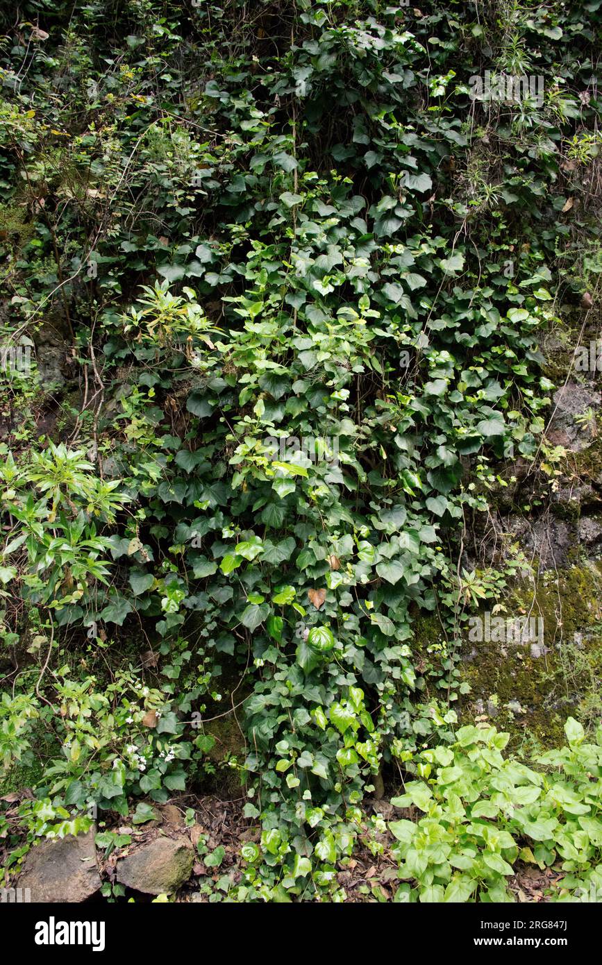 Hiedra canaria (Hedera canariensis) is a climbing shrub endemic of ...