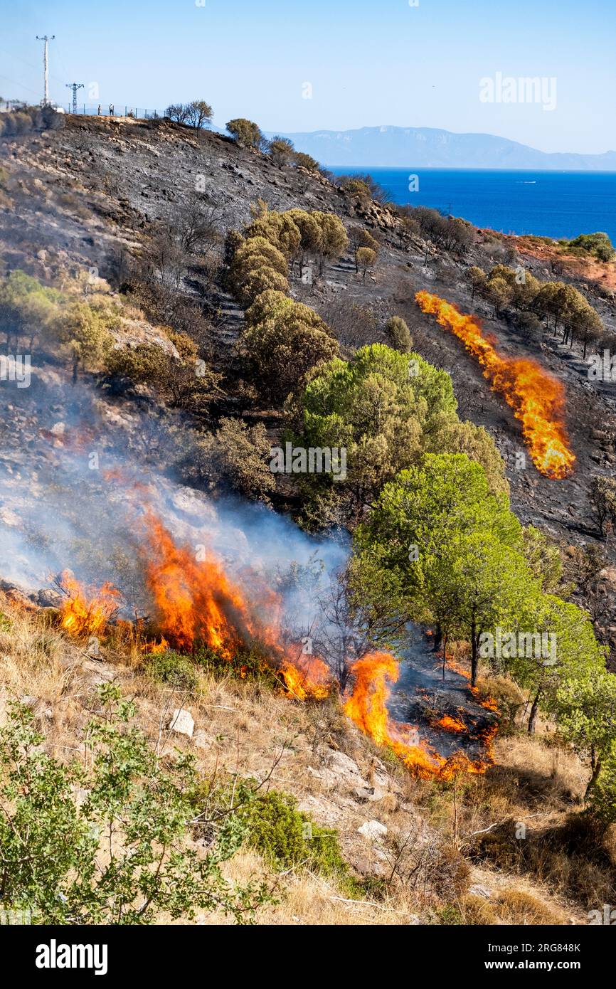 Bushfire burning trees. Dangerous burning flame tongues and smoke of ...