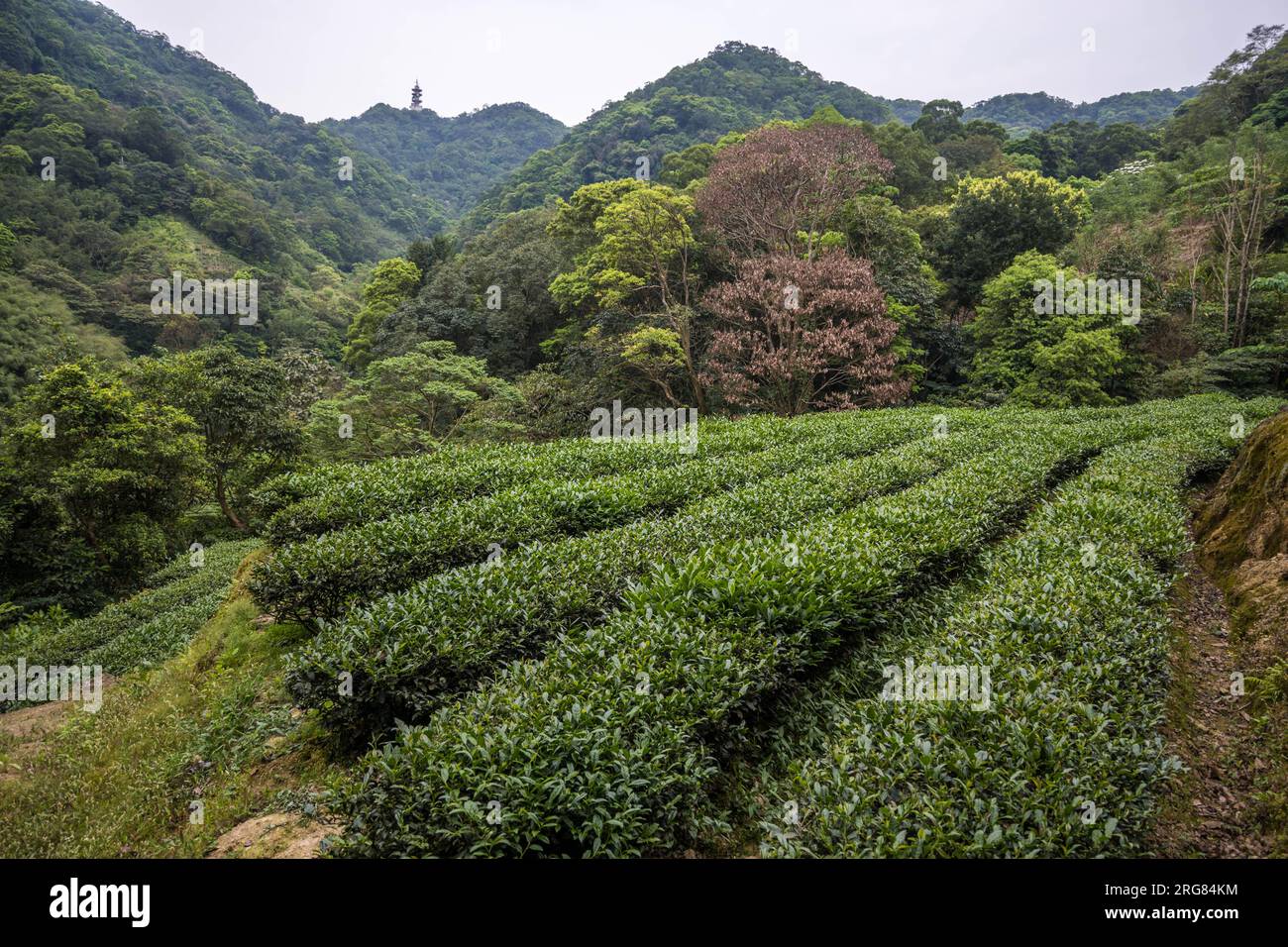 Tea fields in Maokong, Taipei, Taiwan Stock Photo - Alamy