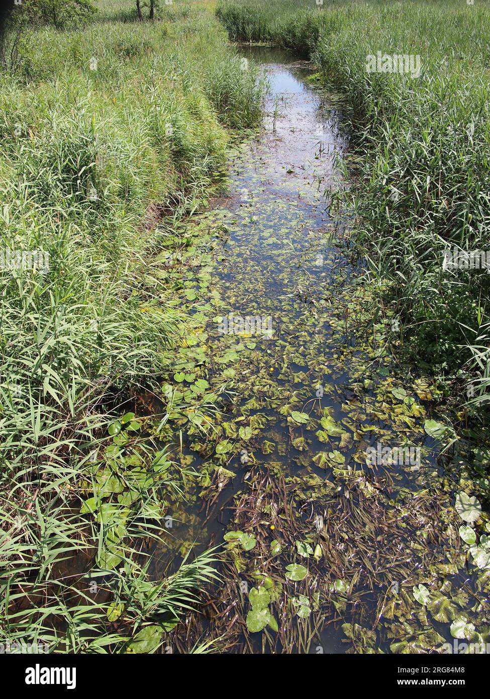 Bialowieza primaeval forest hi-res stock photography and images - Alamy