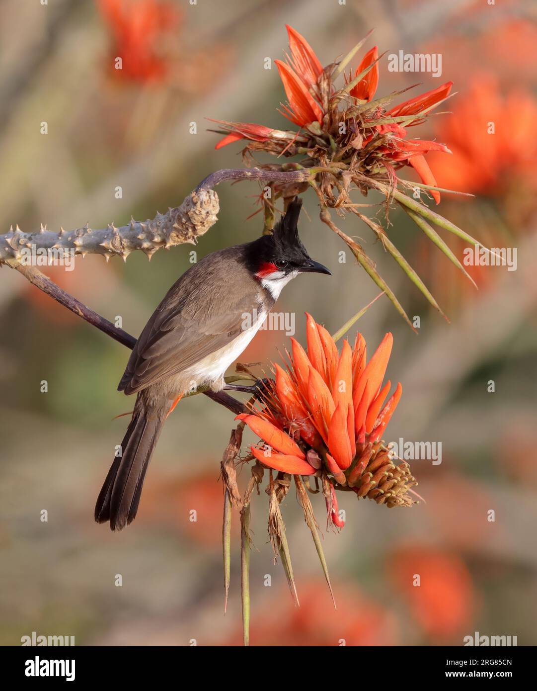 The red-whiskered bulbul (Pycnonotus jocosus), or crested bulbul, is a ...