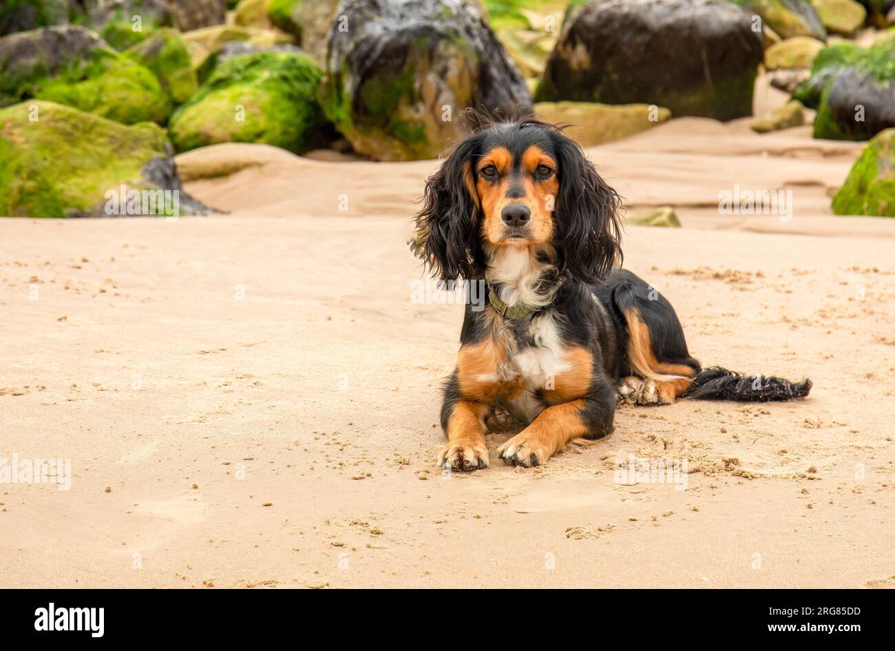 Black and tan spaniel hi-res stock photography and images - Alamy