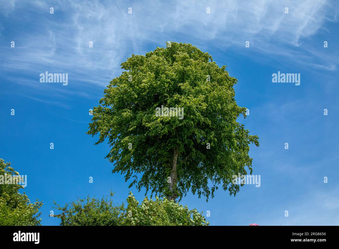 Sky high tree hi-res stock photography and images - Alamy