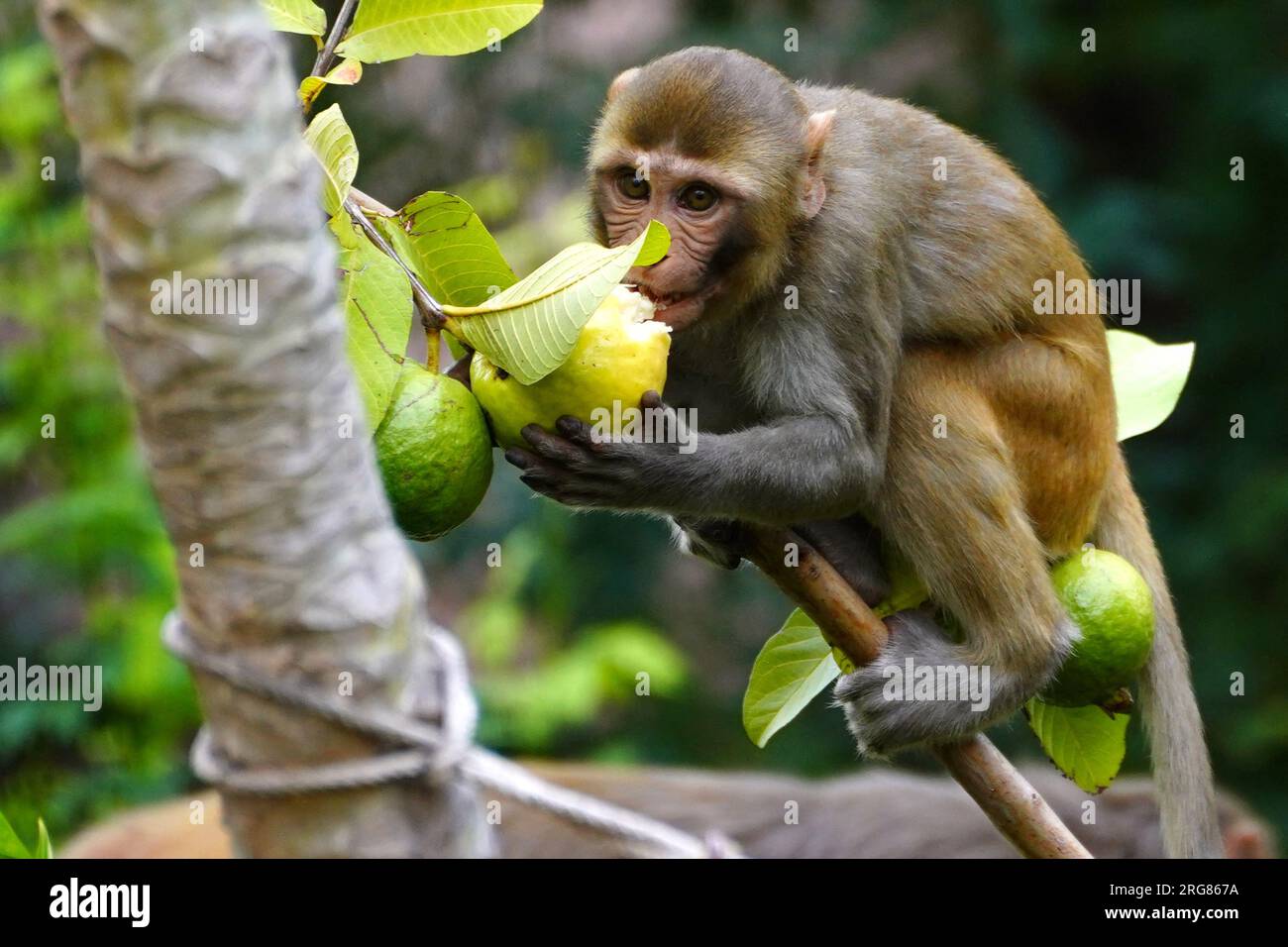 Ajmer, India. 08th Aug, 2023. Ajmer, Rajasthan, India on 03 August 2023 ...
