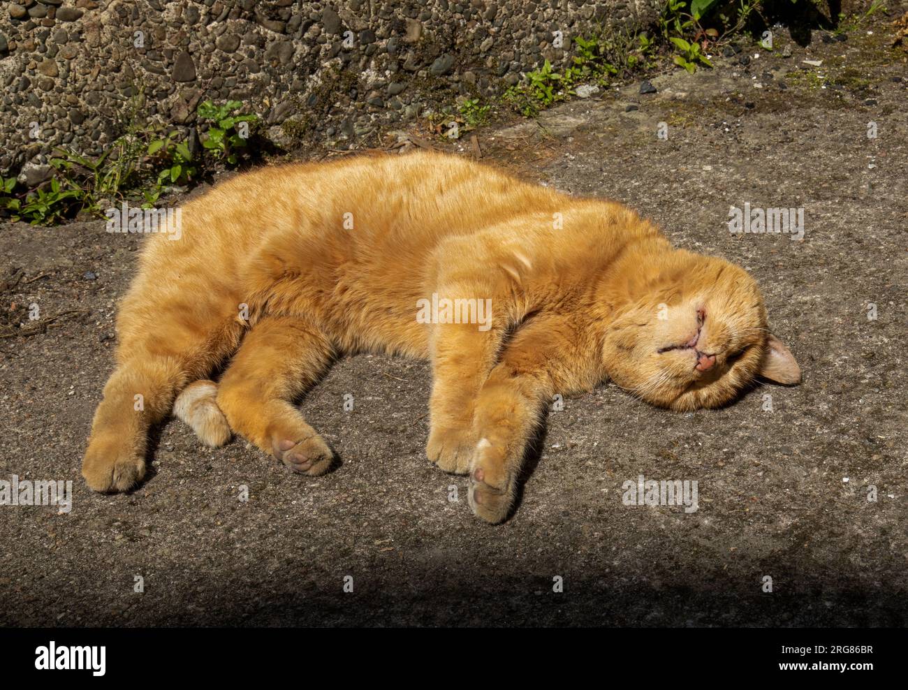 Warm sleeping hi-res stock photography and images - Alamy
