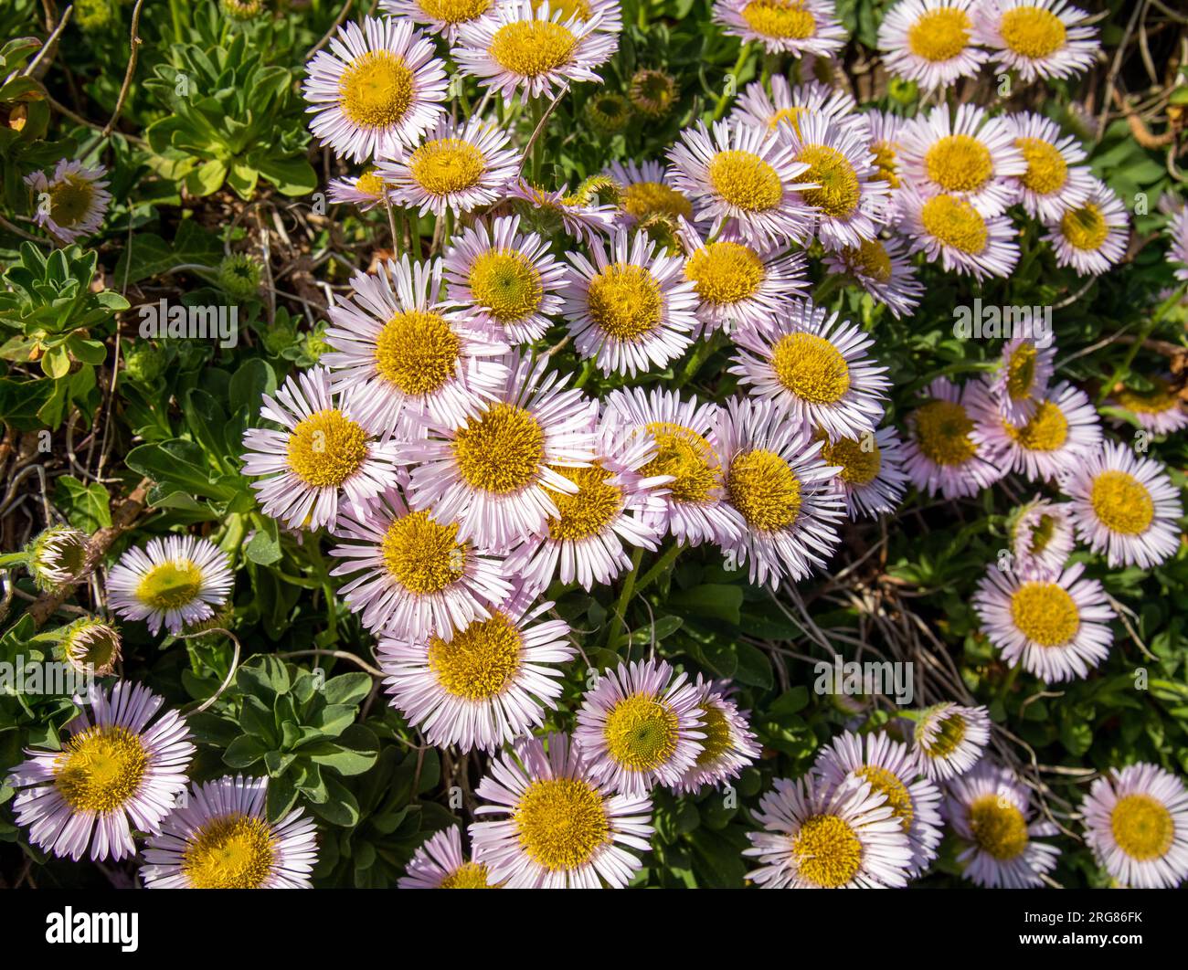 Erigeron sea breeze pink - huge daisies in the sunshine Stock Photo - Alamy