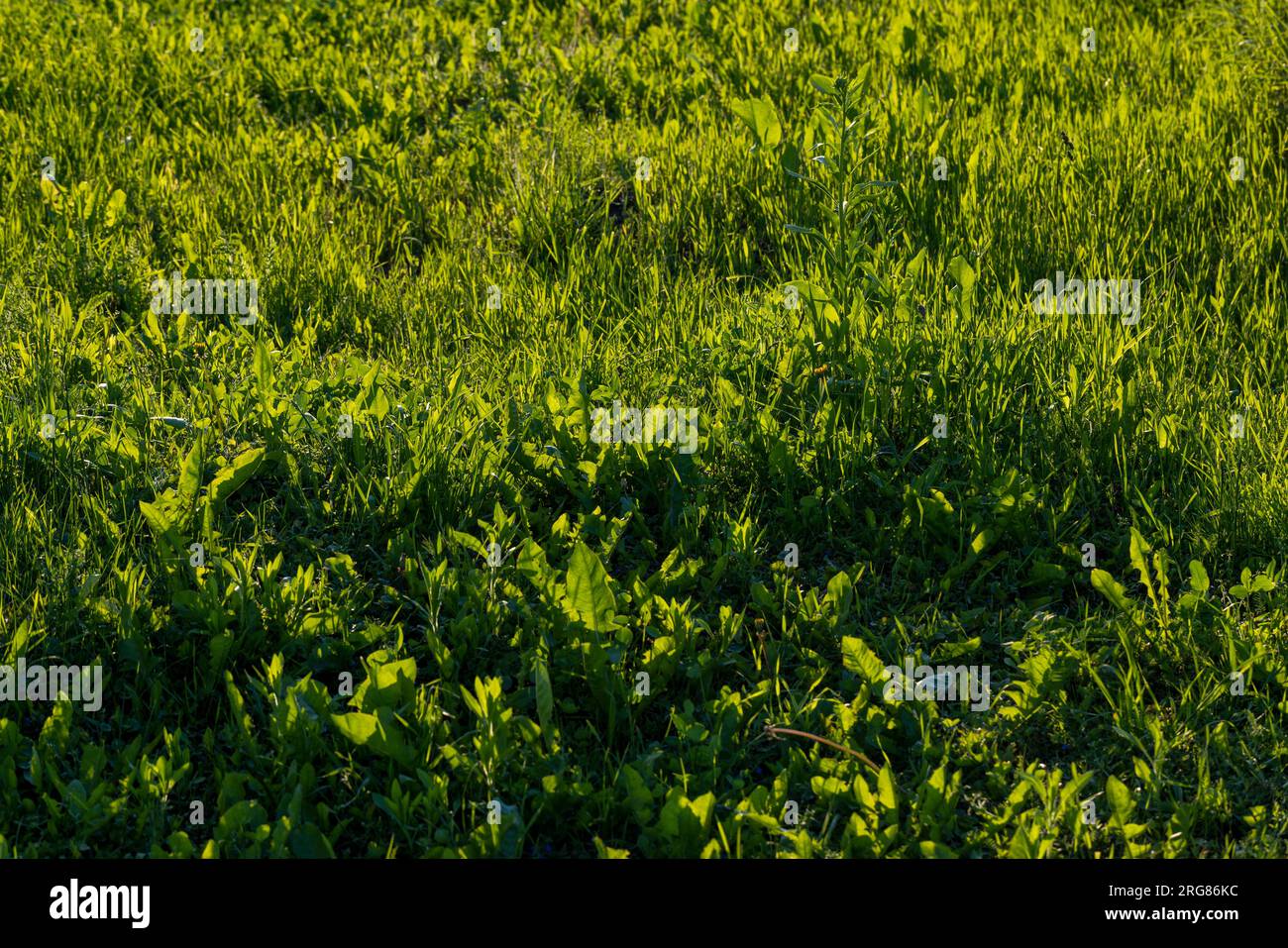 Green young grass moves in hi-res stock photography and images - Alamy