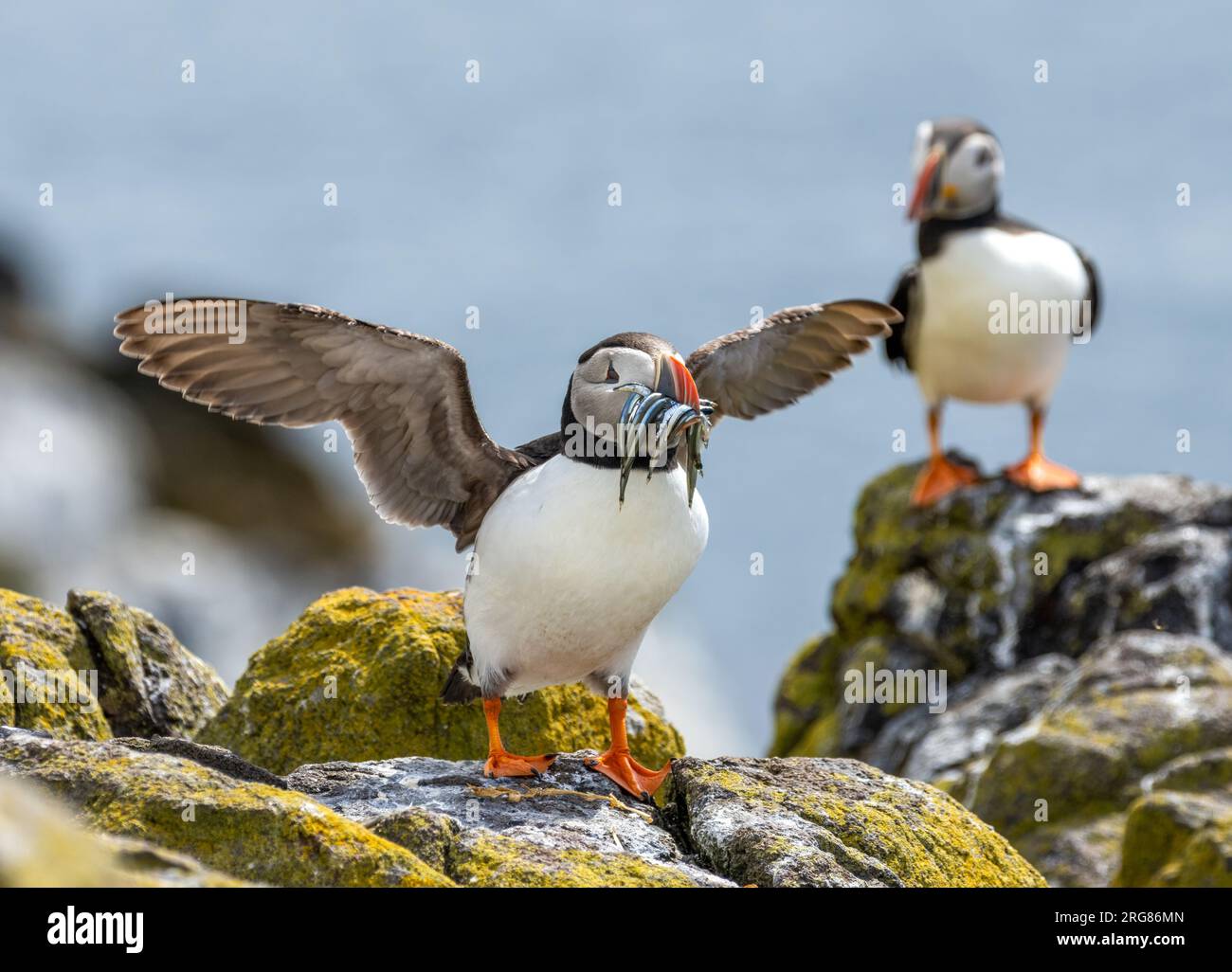 Atlantic puffin posing with sand eels in its brightly coloured beak on ...