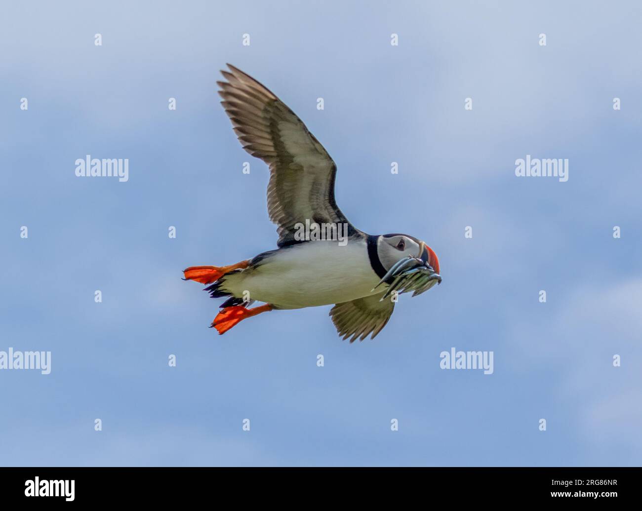 Cute Puffin flying in the blue sky with no clouds with sand eels in its ...