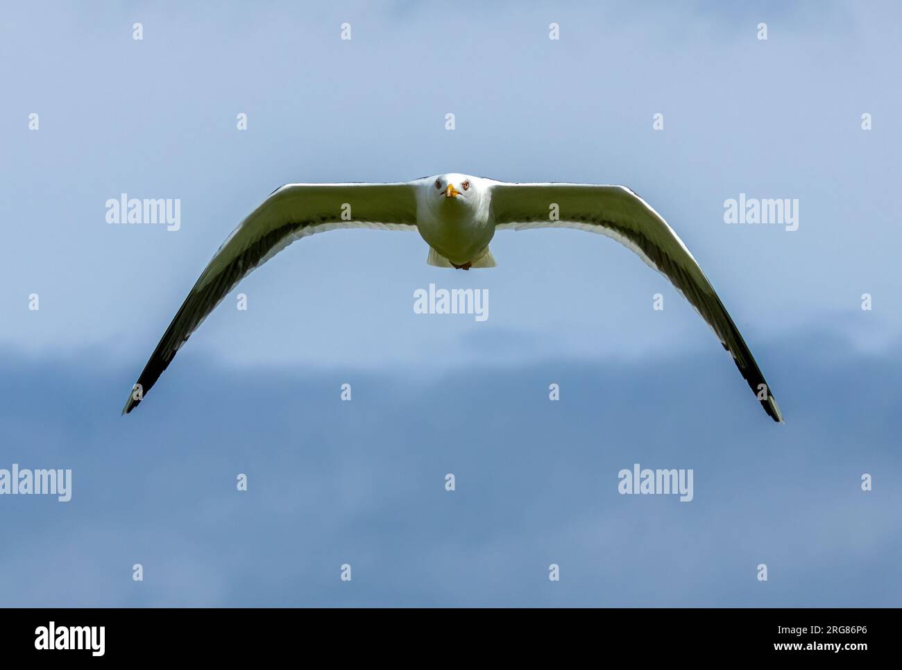 Black backed gull flying head on in the sky towards the camera with ...