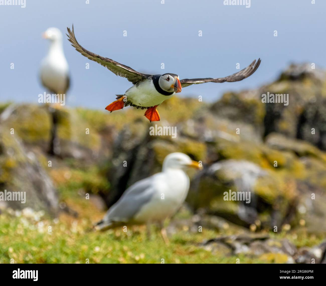 Cute Puffin flying in the blue sky with no clouds with sand eels in its ...