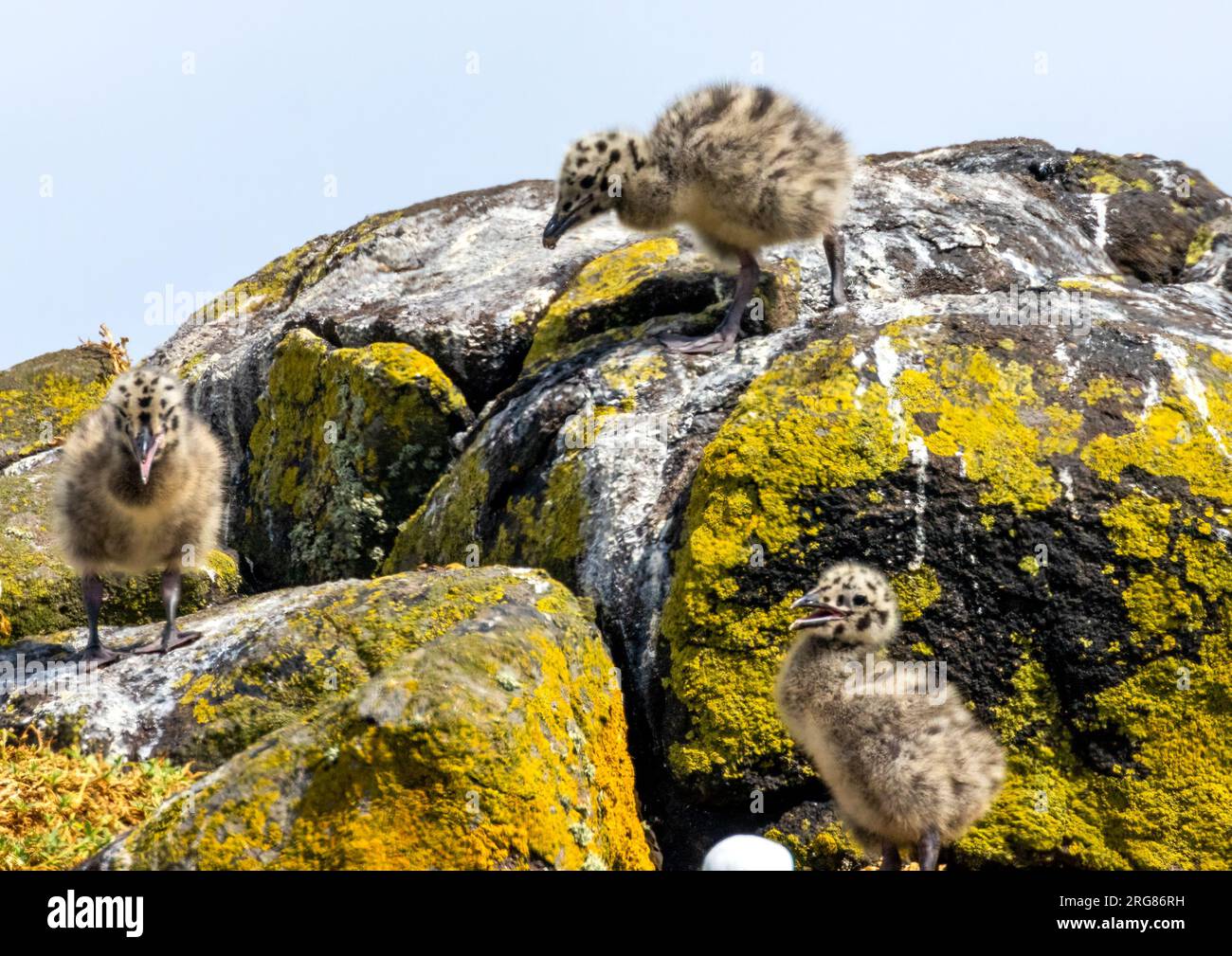 Three fluffy young gulls with speckled plumage standing on rocks in the ...