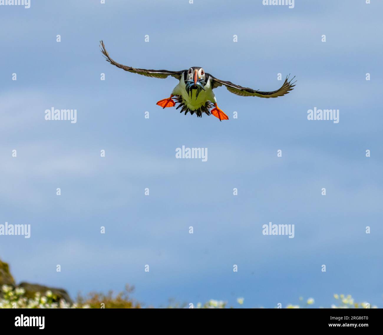 Cute Puffin flying in the blue sky with no clouds with sand eels in its ...
