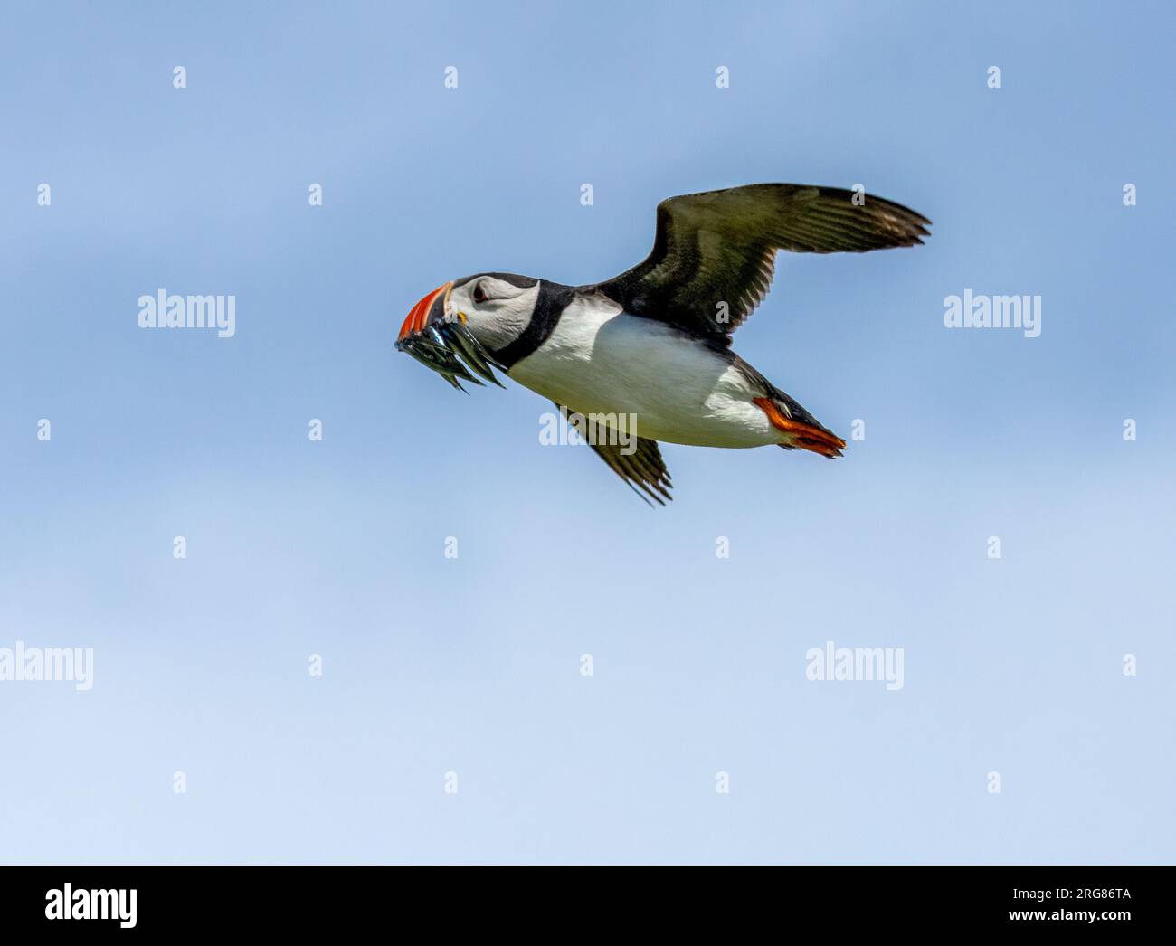 Cute Puffin flying in the blue sky with no clouds with sand eels in its ...