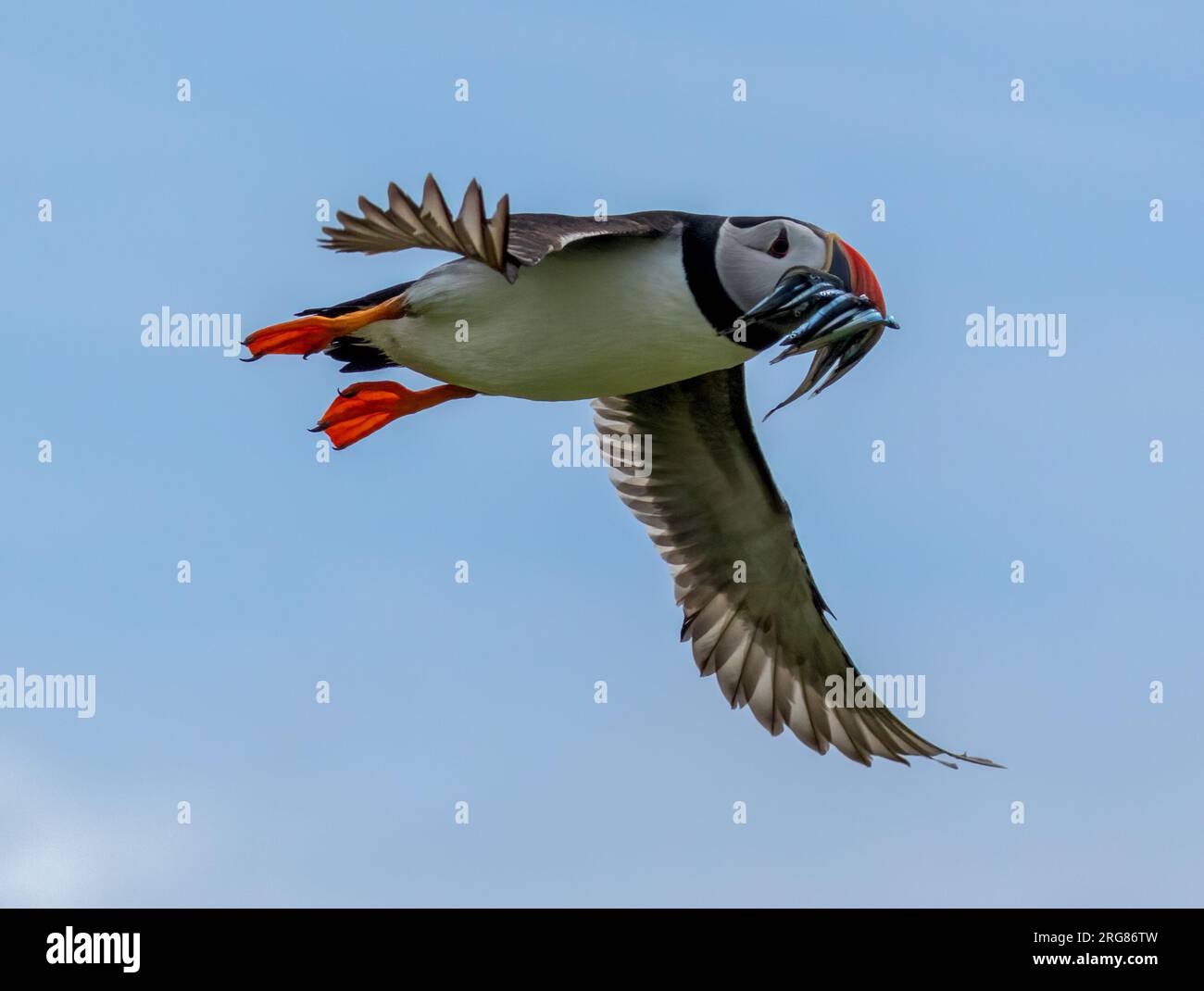 Cute Puffin flying in the blue sky with no clouds with sand eels in its ...