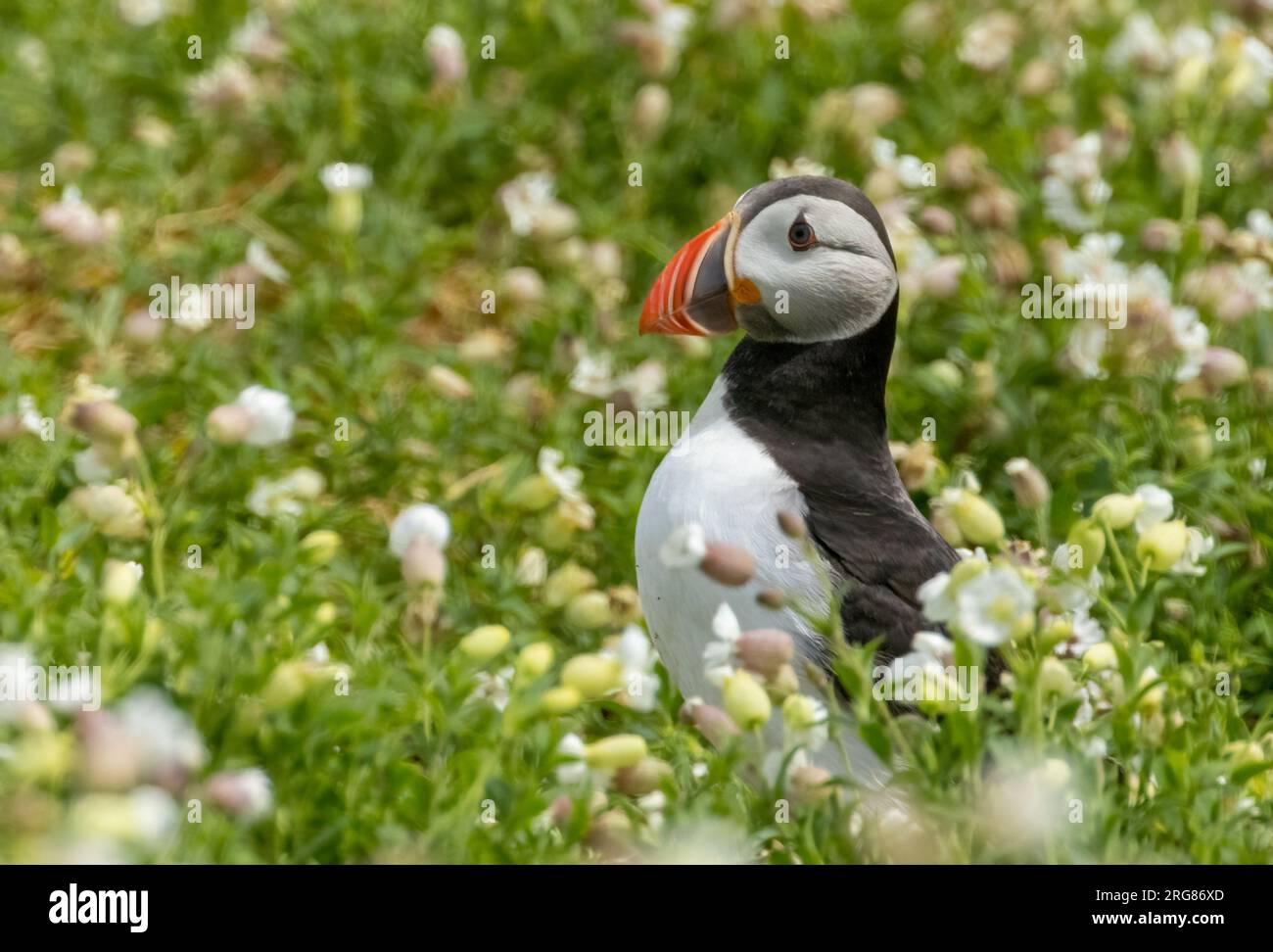 Beautiful puffin sitting in green grass and white flowers in the ...