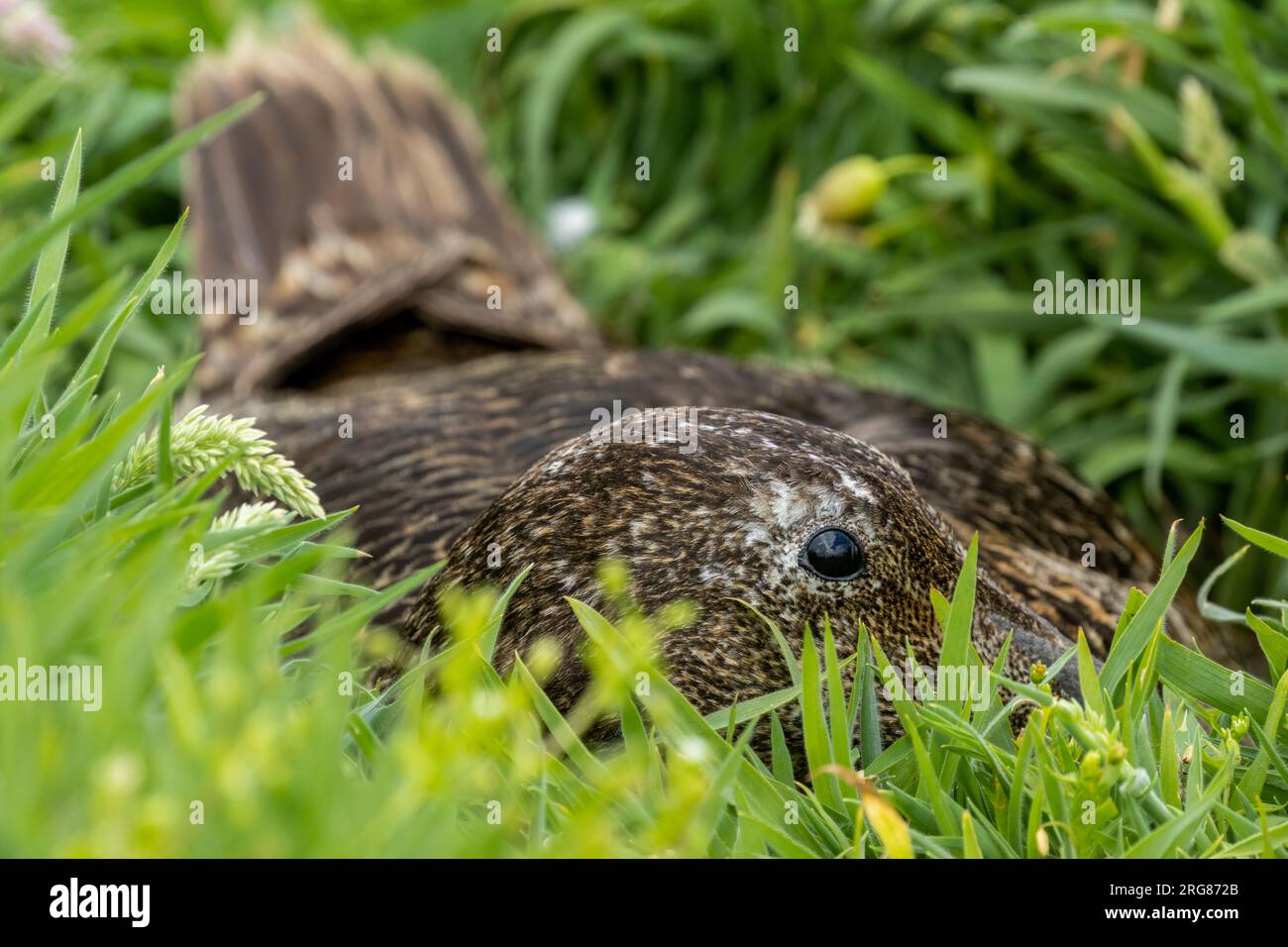 Female Eider duck lying low in the grass on her nest staying hidden ...