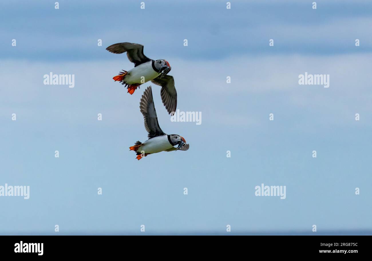 Cute Puffin flying in the blue sky with no clouds with sand eels in its ...