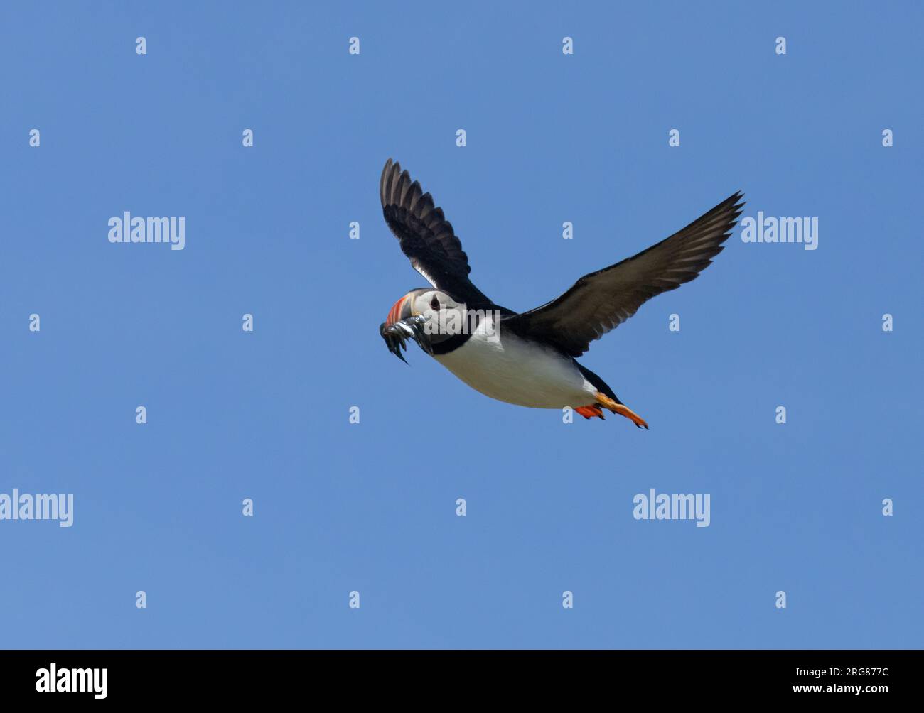 Cute Puffin flying in the blue sky with no clouds with sand eels in its ...