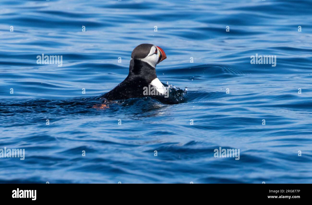 Cute North Atlantic puffin with bright breeding bill swimming in the ...