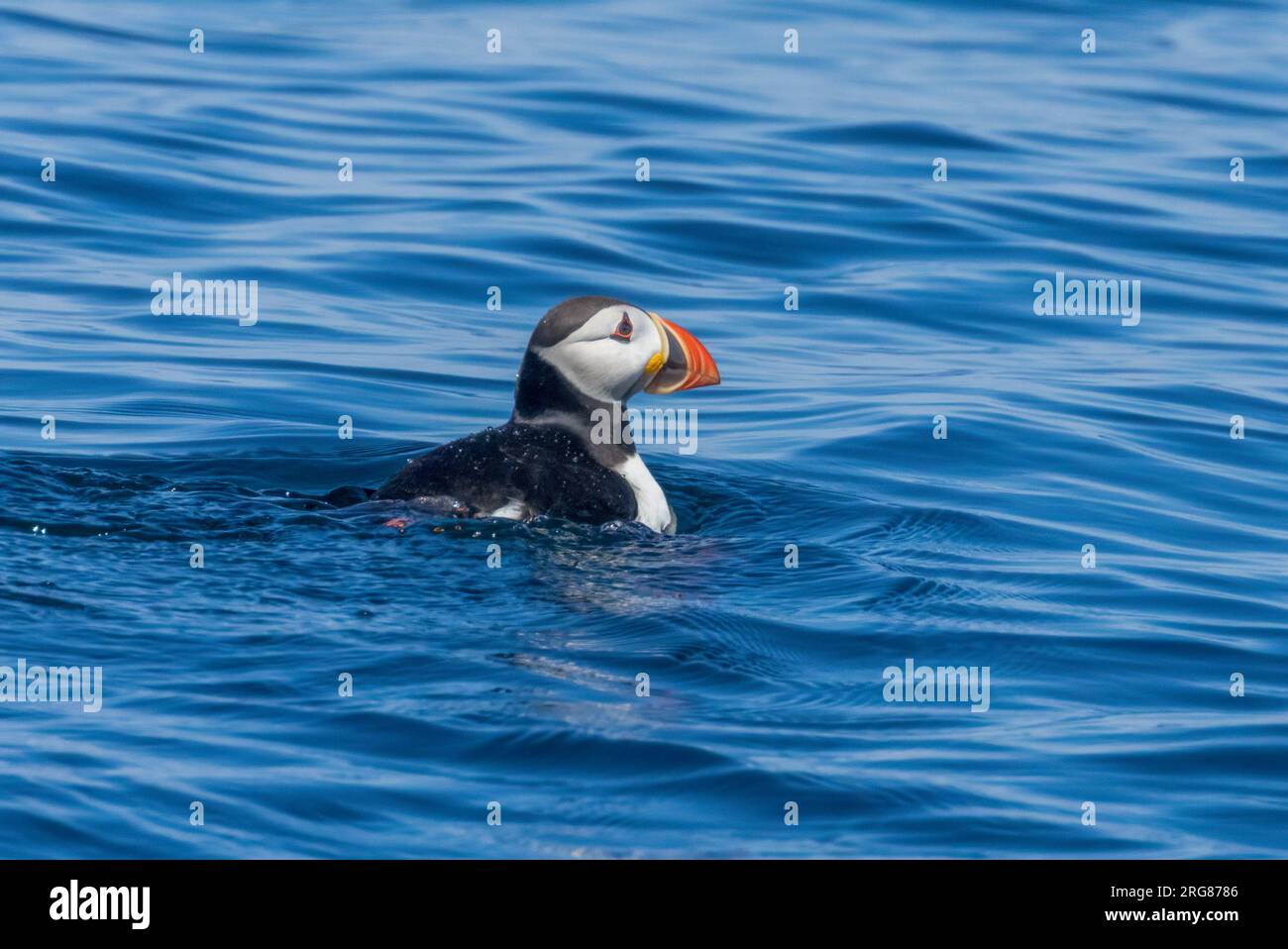 Cute North Atlantic puffin with bright breeding bill swimming in the ...