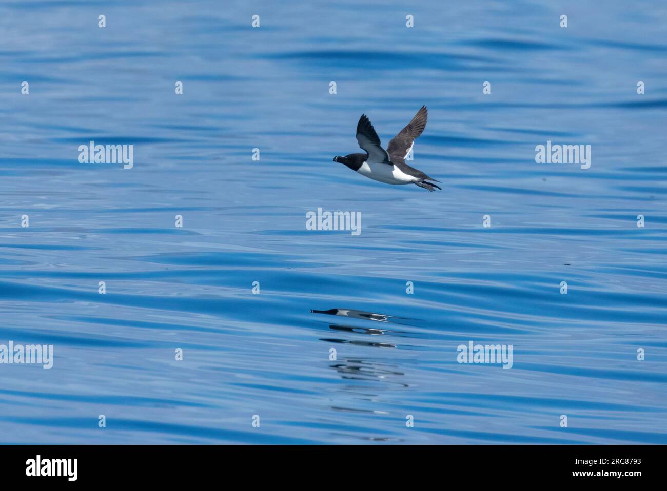 Razorbill seabird in flight low over the calm blue sea with water ...
