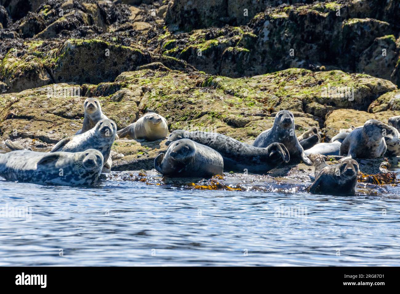 Group of seals lying on rocks at the side of sea resting and sunbathing ...