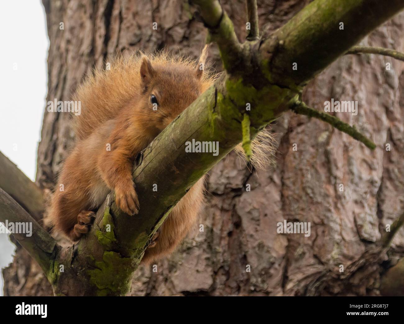 Tired little scottish red squirrel having a lie down on the branch of a ...