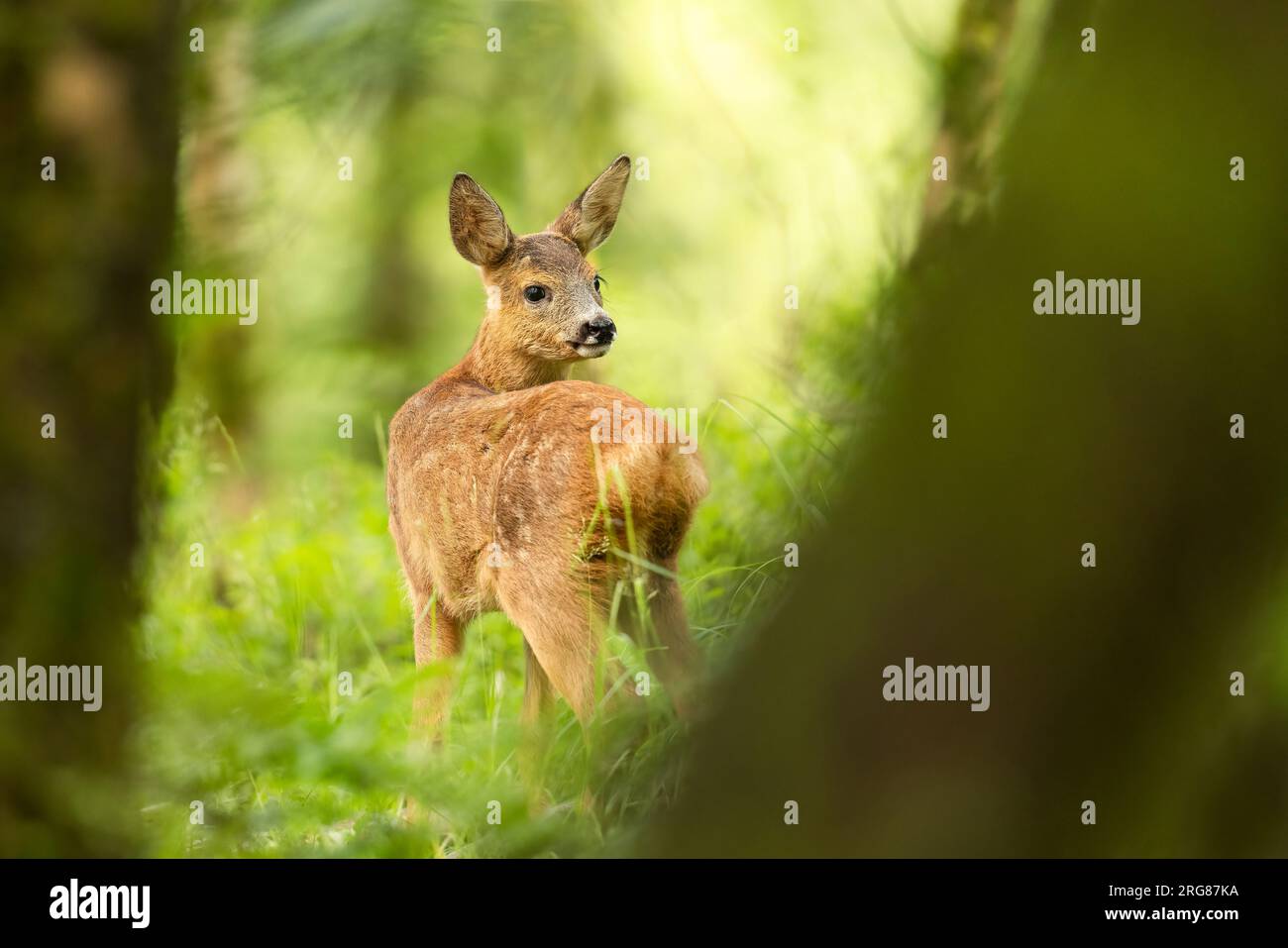 Young Roe Deer in woodland Stock Photo - Alamy