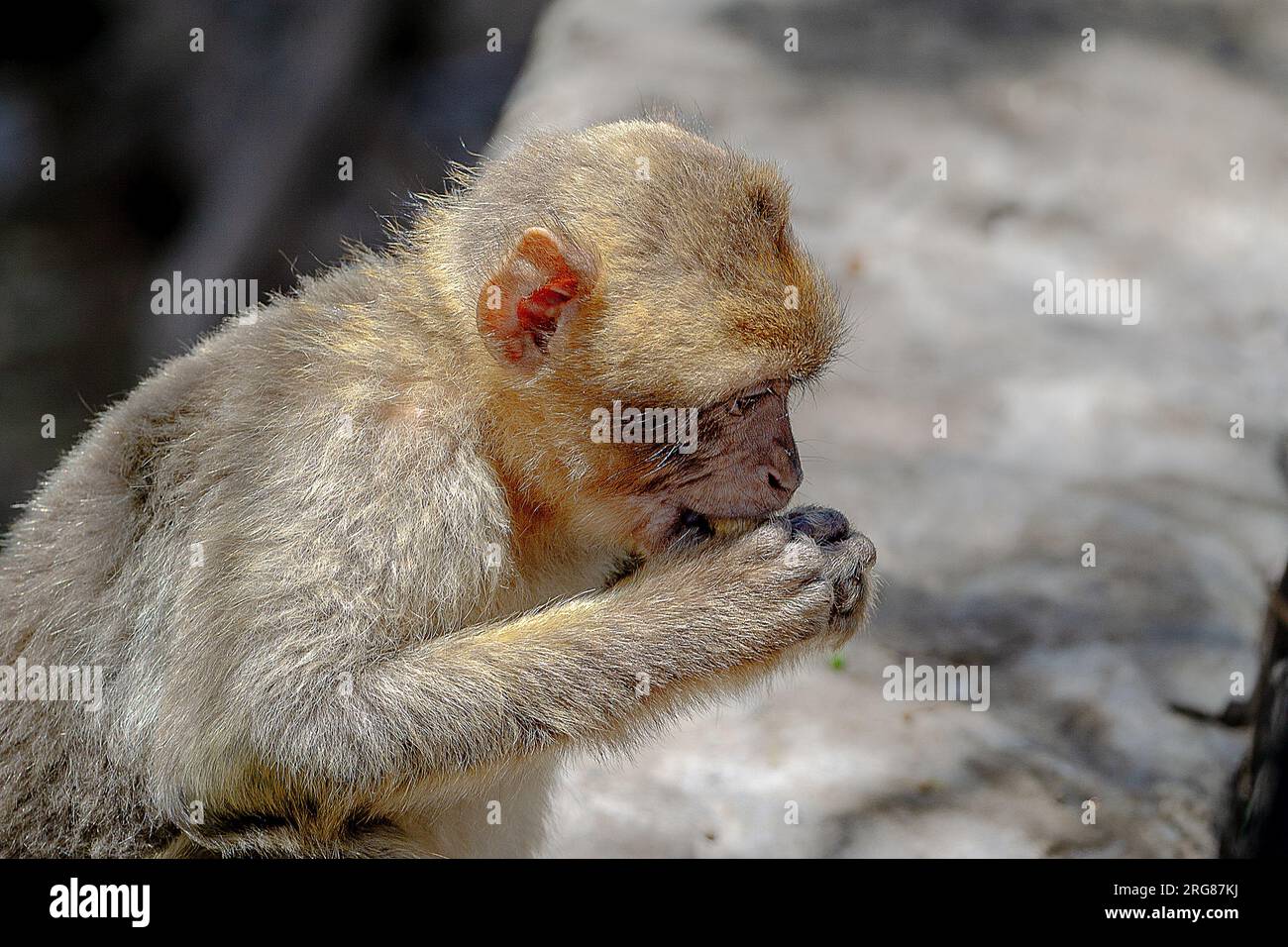 Gibraltar macaque monkey Stock Photo - Alamy