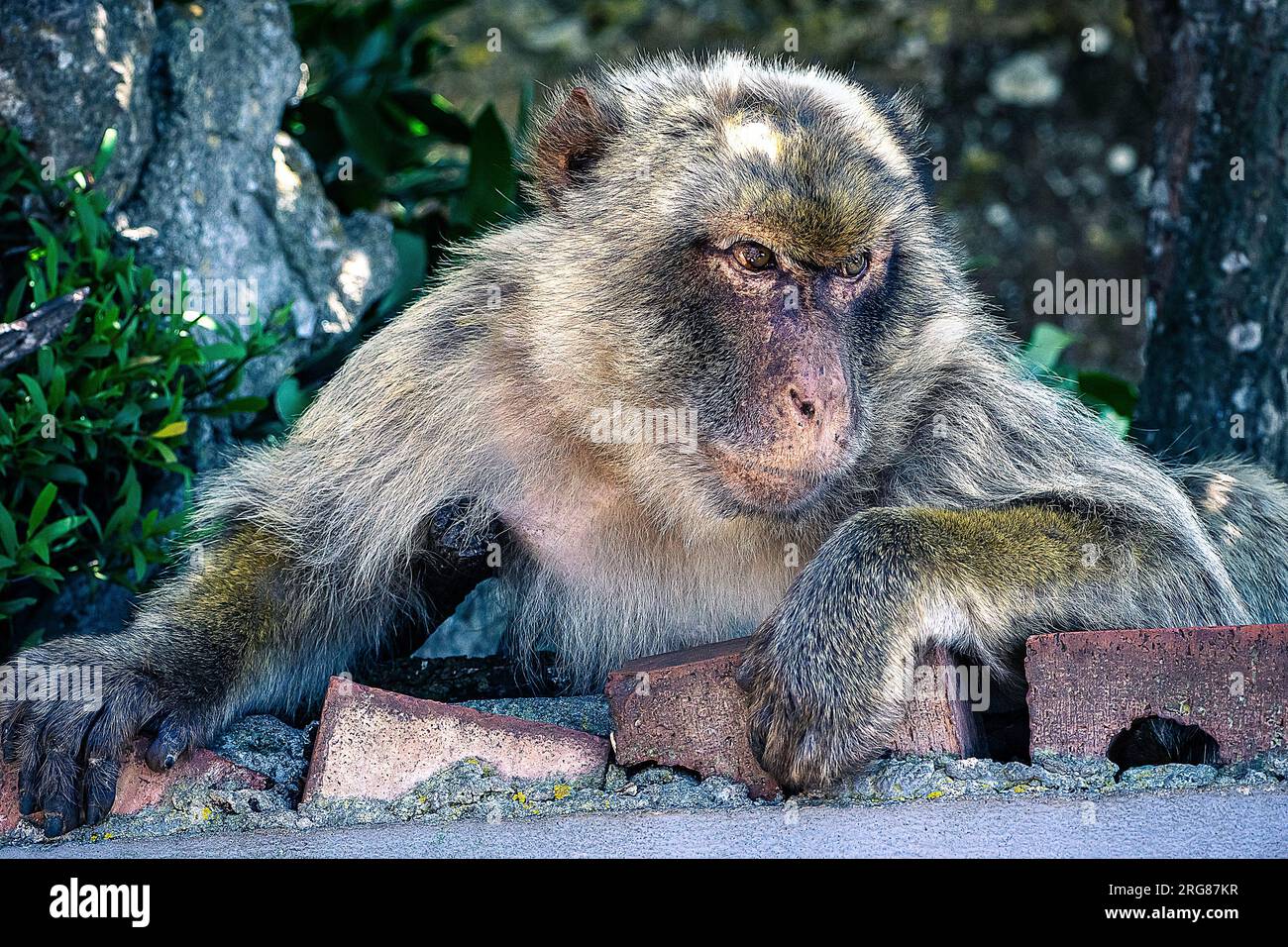 Hairy monkeys hi-res stock photography and images - Alamy