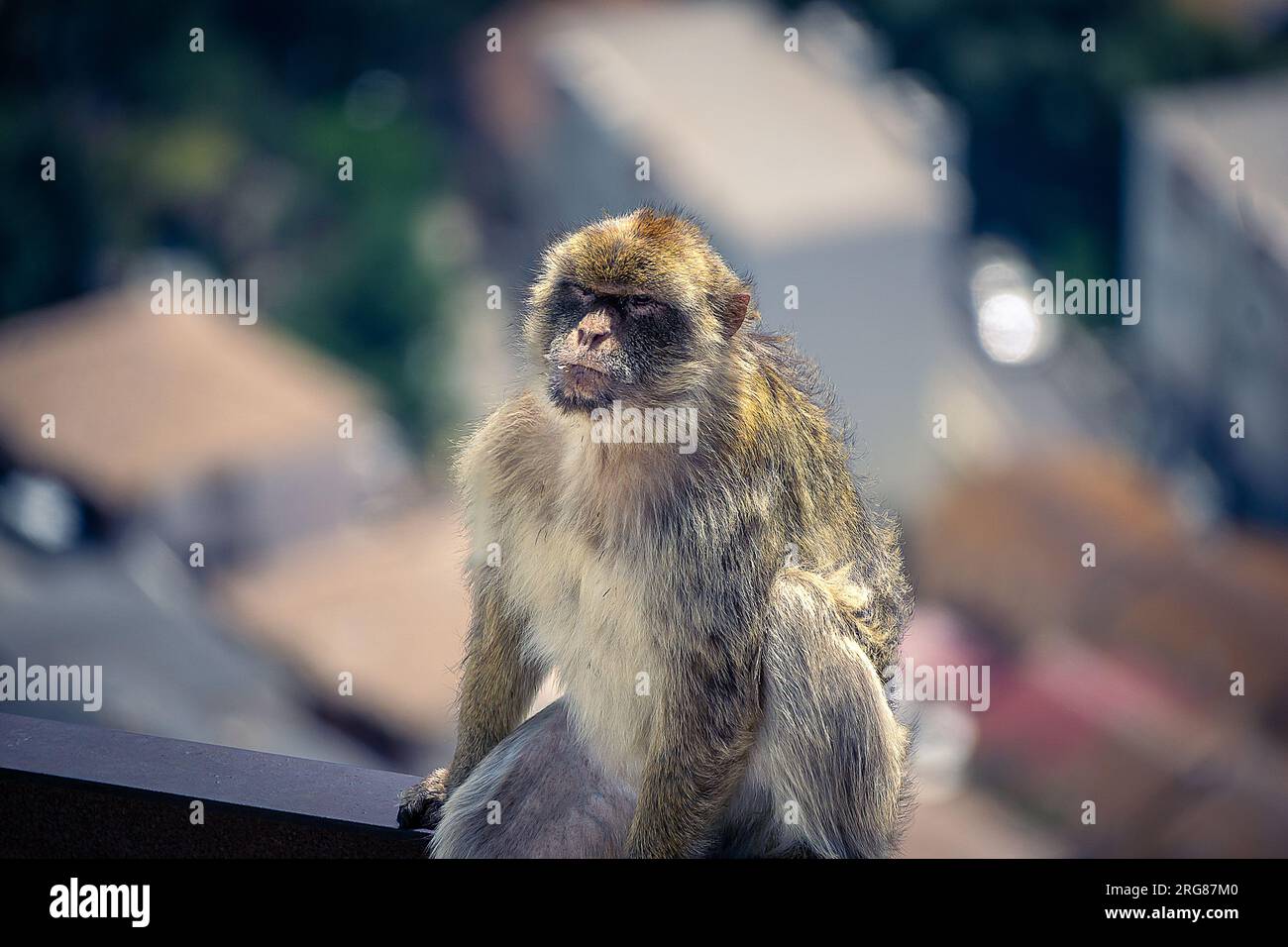 Hairy monkey hi-res stock photography and images - Alamy