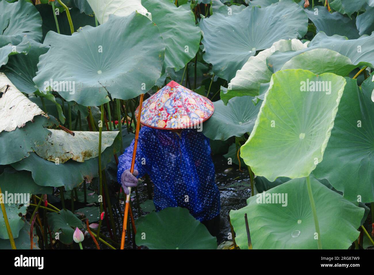Picking lotus flowers hi-res stock photography and images - Alamy