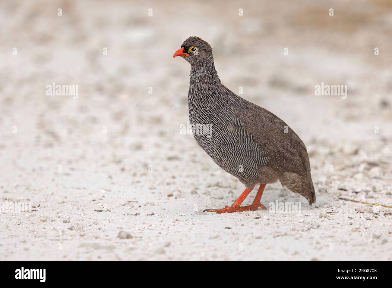 Red billed spurfowl pternistis adspersus hi-res stock photography and ...