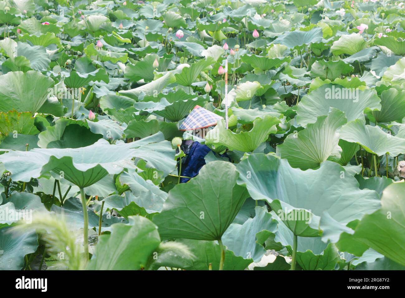 Picking lotus hi-res stock photography and images - Alamy