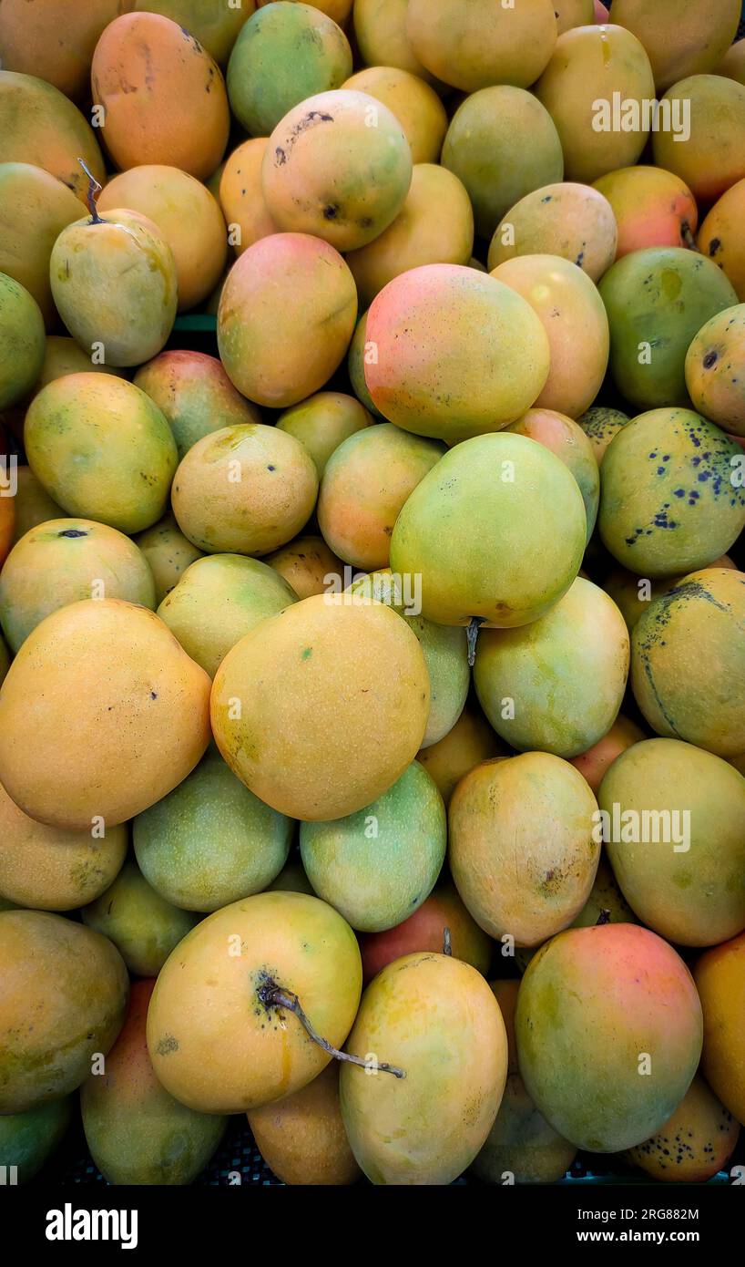 a collection of mangoes sold in supermarkets Stock Photo - Alamy