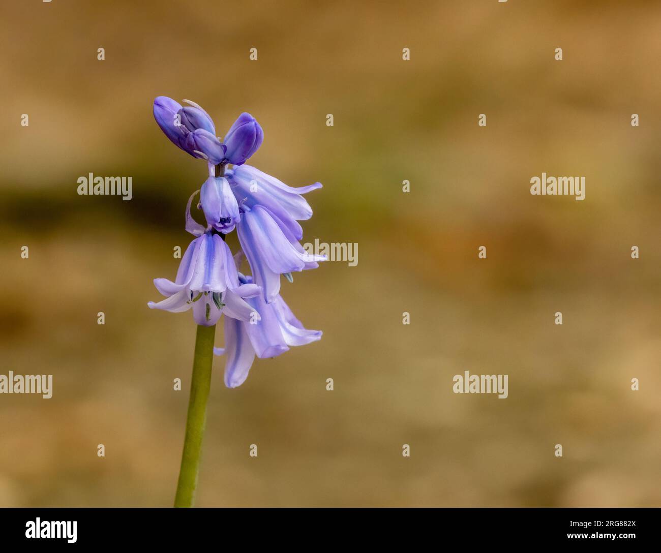 Single blue bell flower with natural background Stock Photo - Alamy